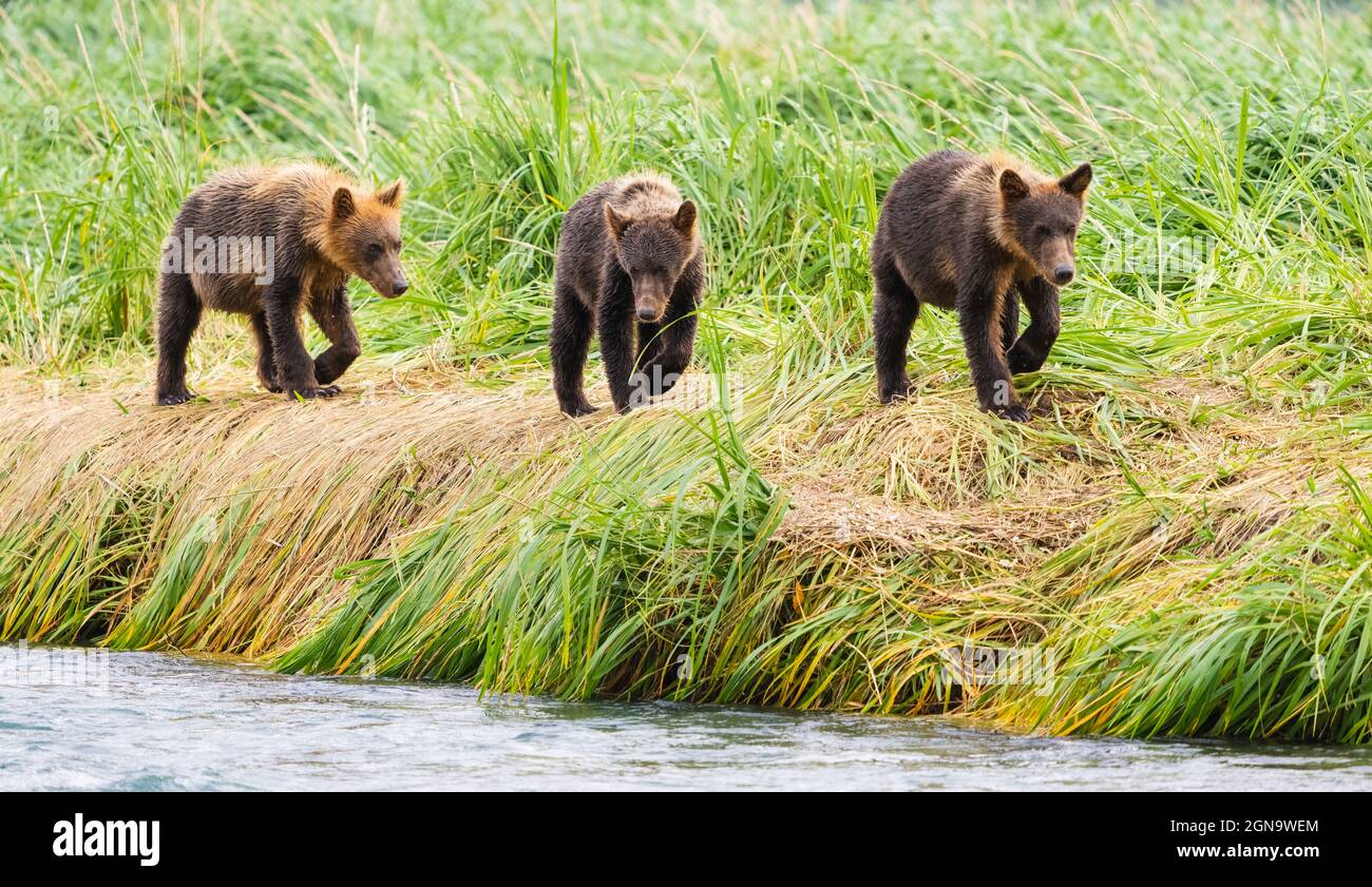 Brown Bear cubs walking streamside as their mother forages for salmon ...