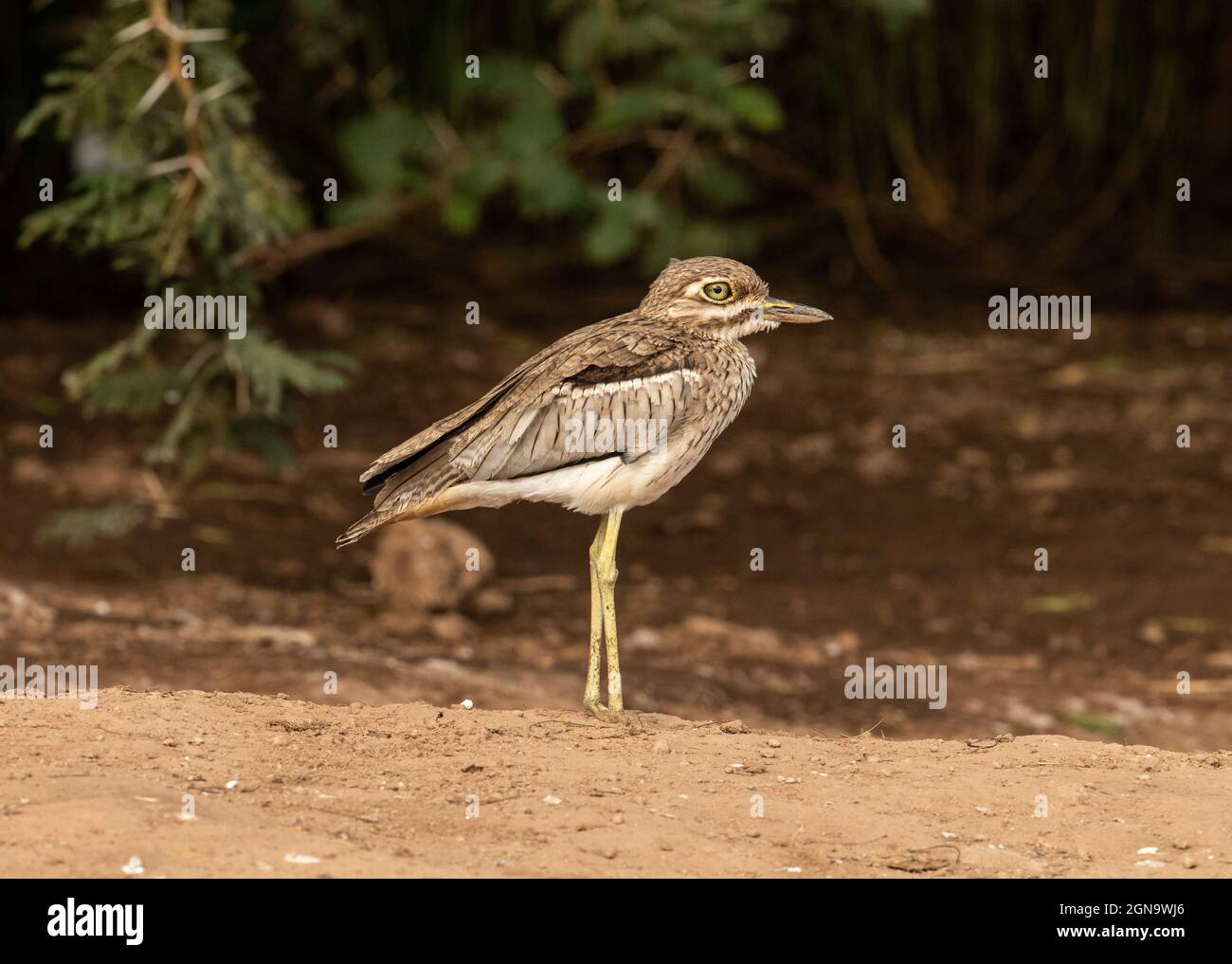 Tall bird standing on long legs hi-res stock photography and images - Alamy