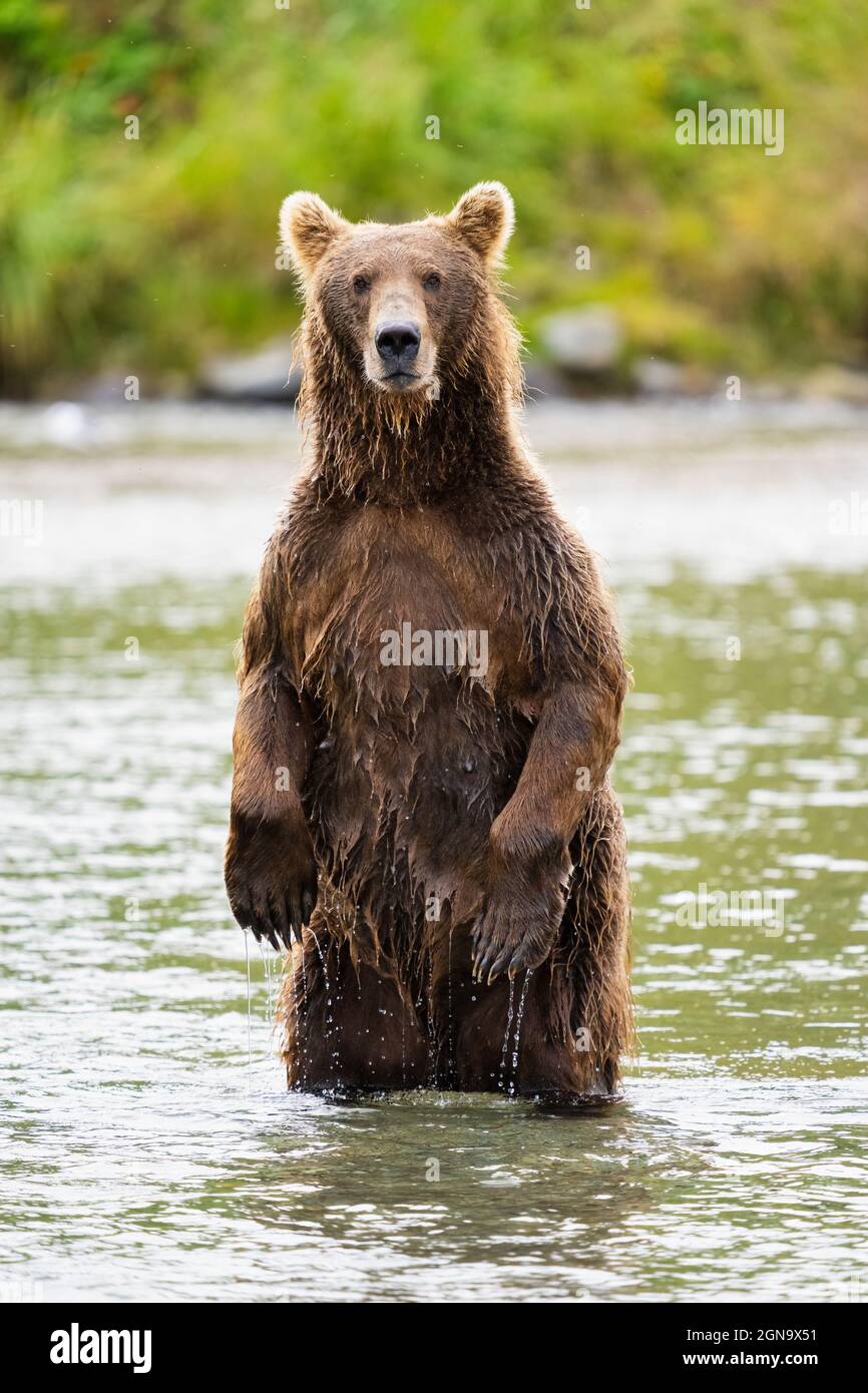 Brown bear standing up hi-res stock photography and images - Alamy