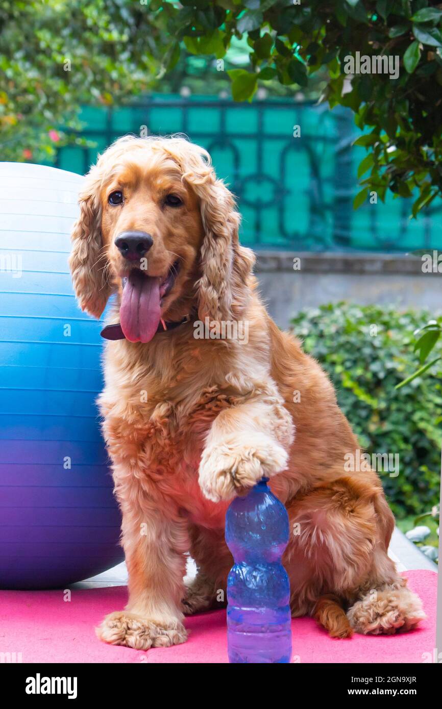 cute cocker spaniel ready for pilates lesson, fitness concept ...