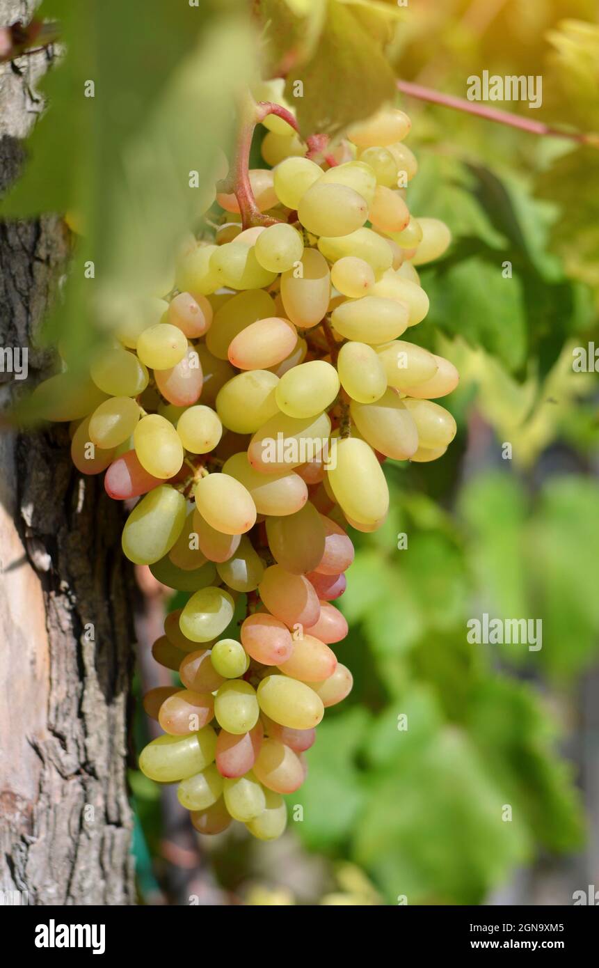 Maturing bunch of table grapes on a vine in a private farm. Concept of ...