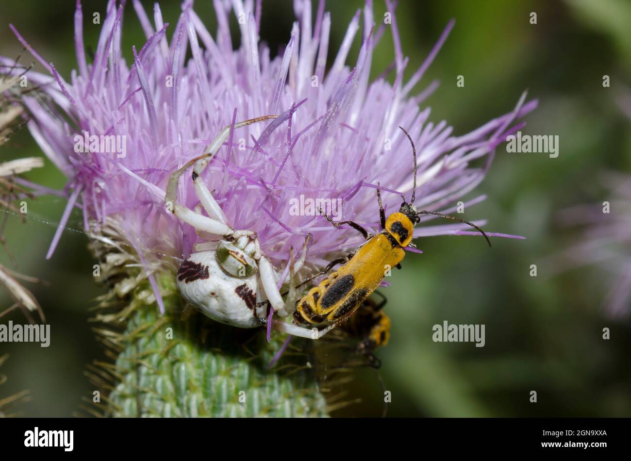 Whitebanded Crab Spider, Misumenoides formosipes, Tall Thistle, Cirsium ...