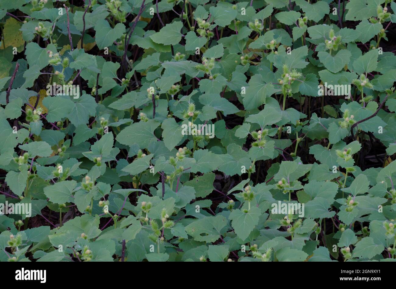 Fruit stickers hi-res stock photography and images - Alamy