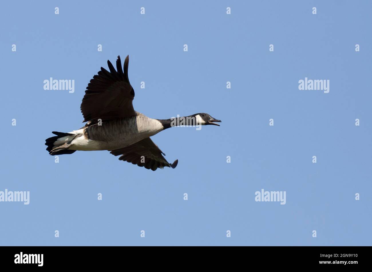 Canada Goose, Branta canadensis, in flight Stock Photo - Alamy