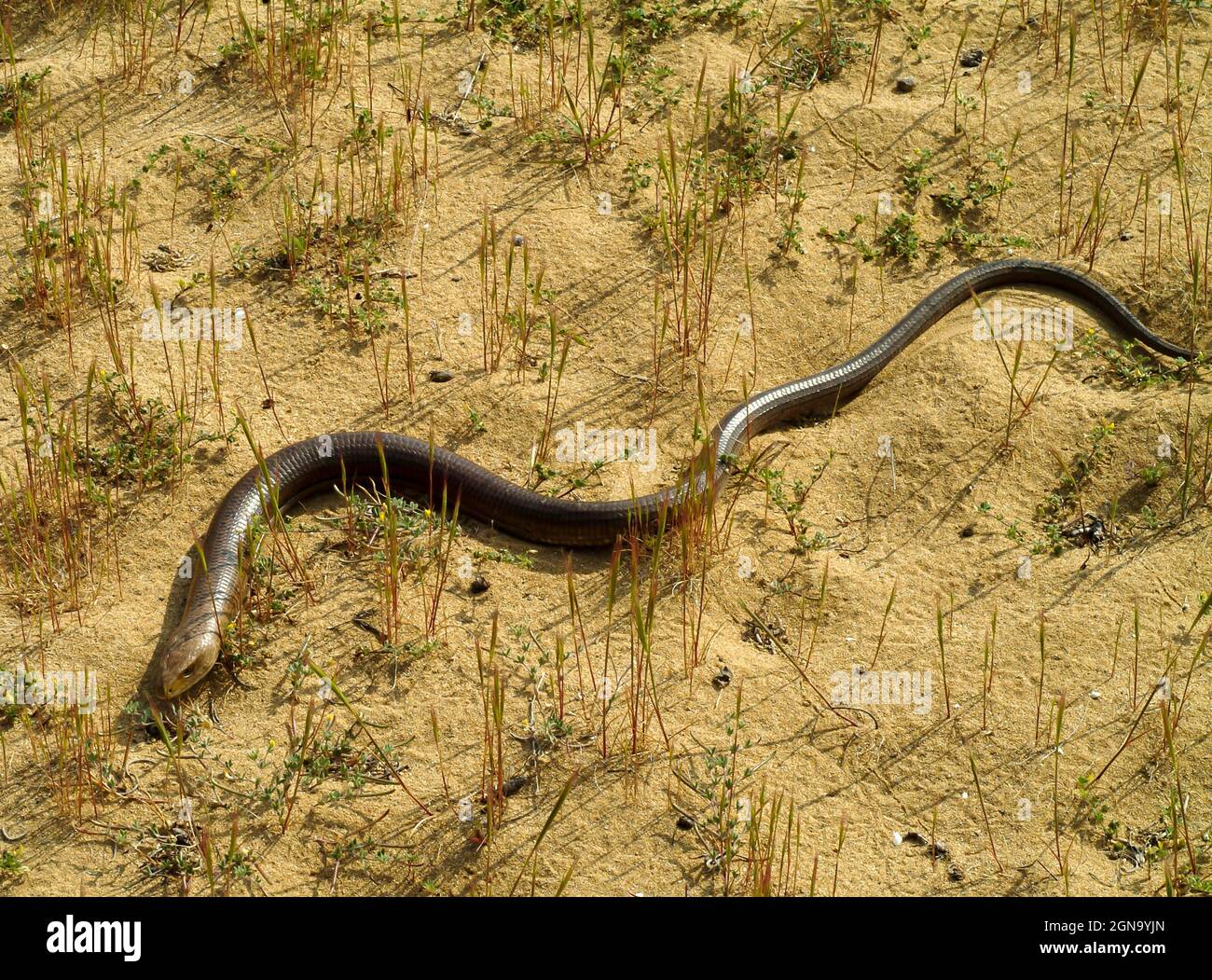 Limbless lizard hi-res stock photography and images - Alamy