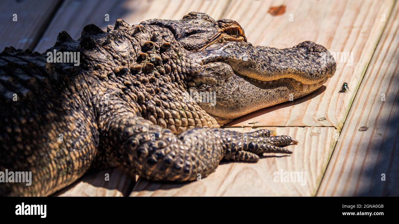 American alligator south carolina hi-res stock photography and images ...