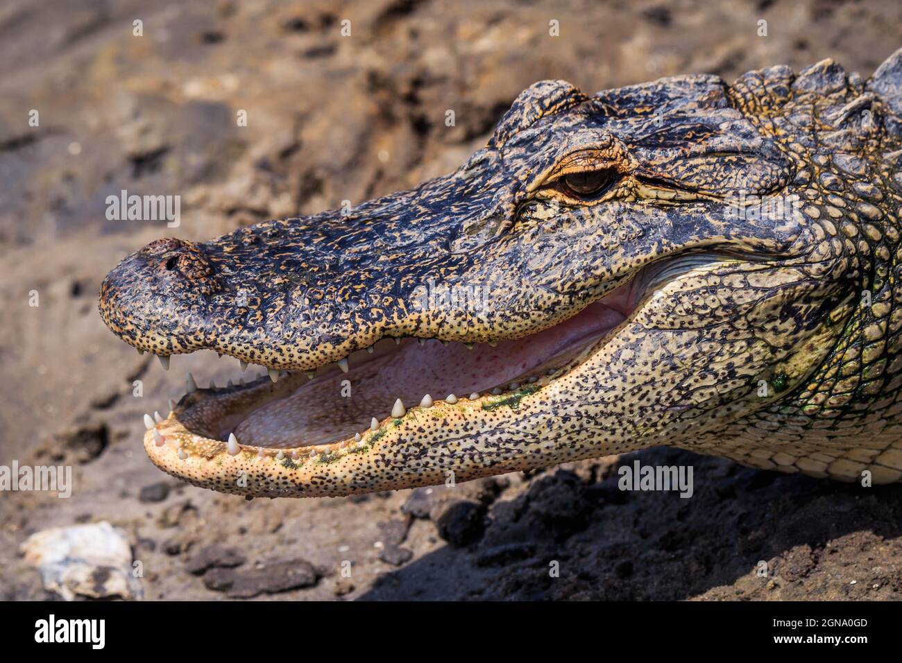Florida alligator beach hi-res stock photography and images - Alamy