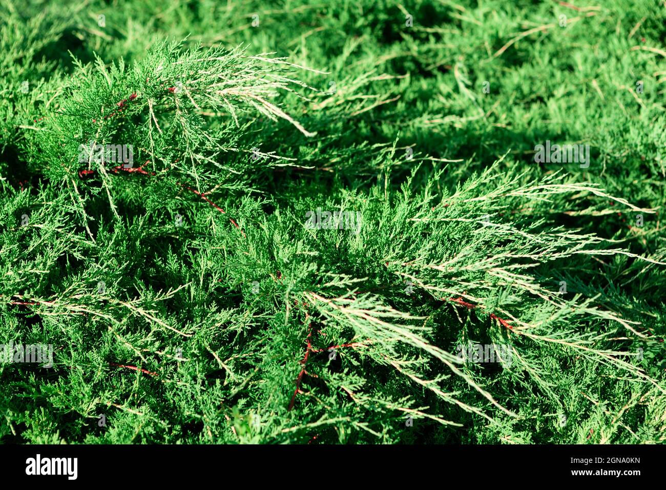 Spartan Juniper branches . Aromatic evergreen shrubby conifer Stock ...