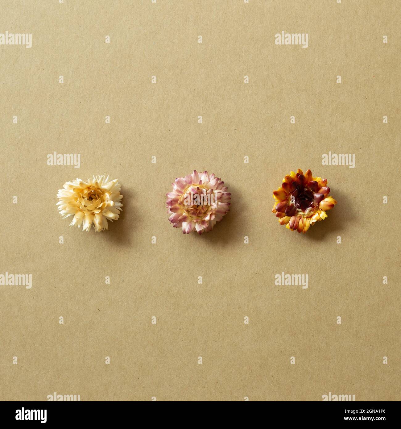 Top view dry flowers hi-res stock photography and images - Alamy