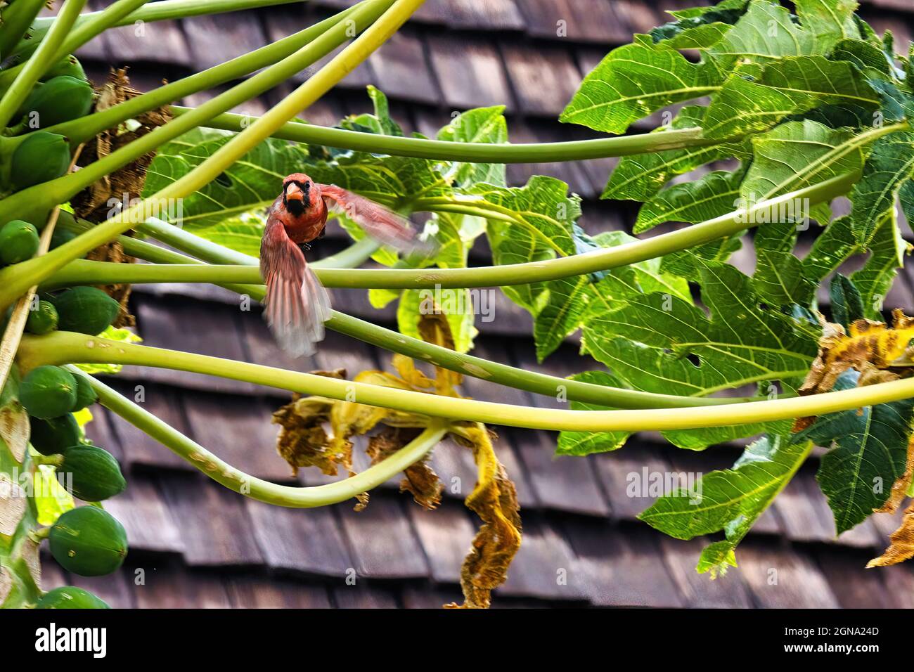 Cardinal bird flying hi-res stock photography and images - Alamy