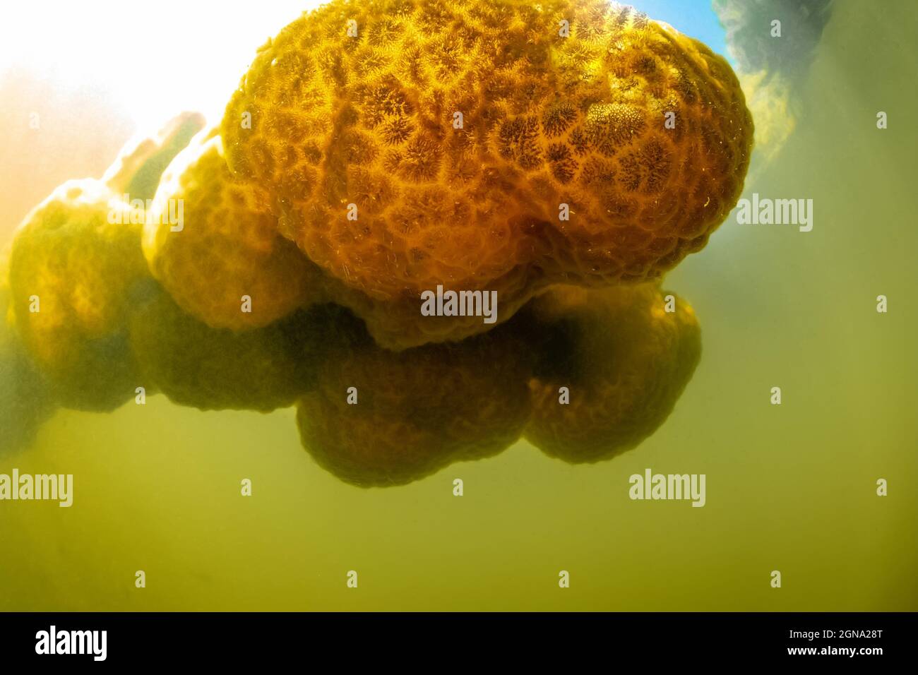 Bryozoan colony hi-res stock photography and images - Alamy
