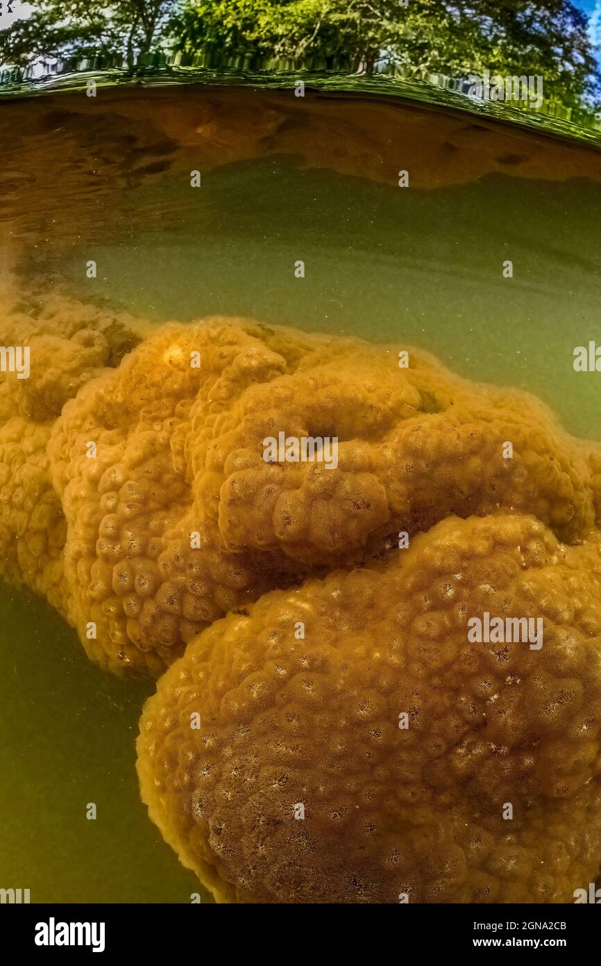 Bryozoan colony hi-res stock photography and images - Alamy