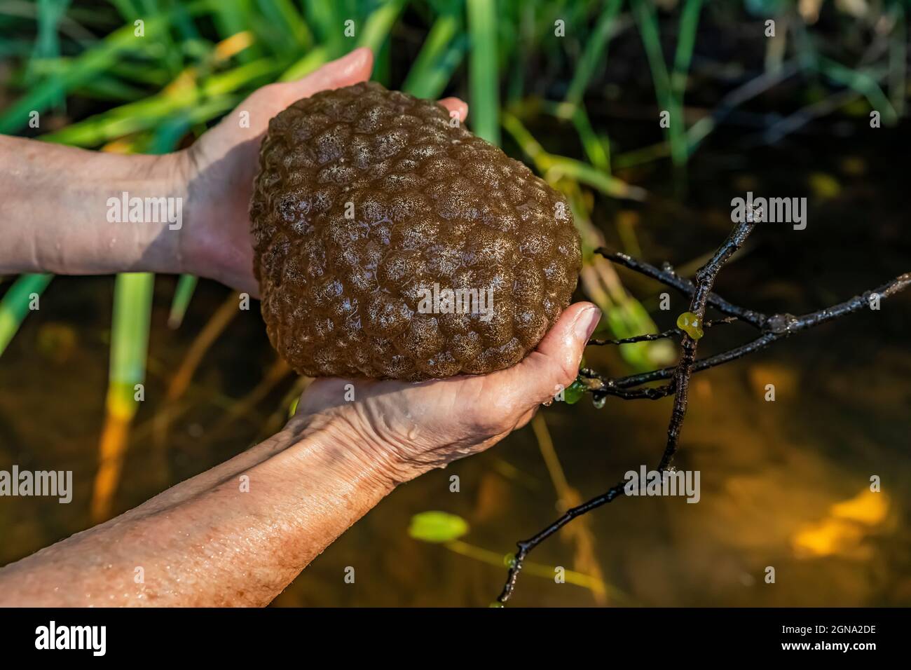 Freshwater Bryozoan, Pectinatella magnifica, in Fawn Lake on the ...