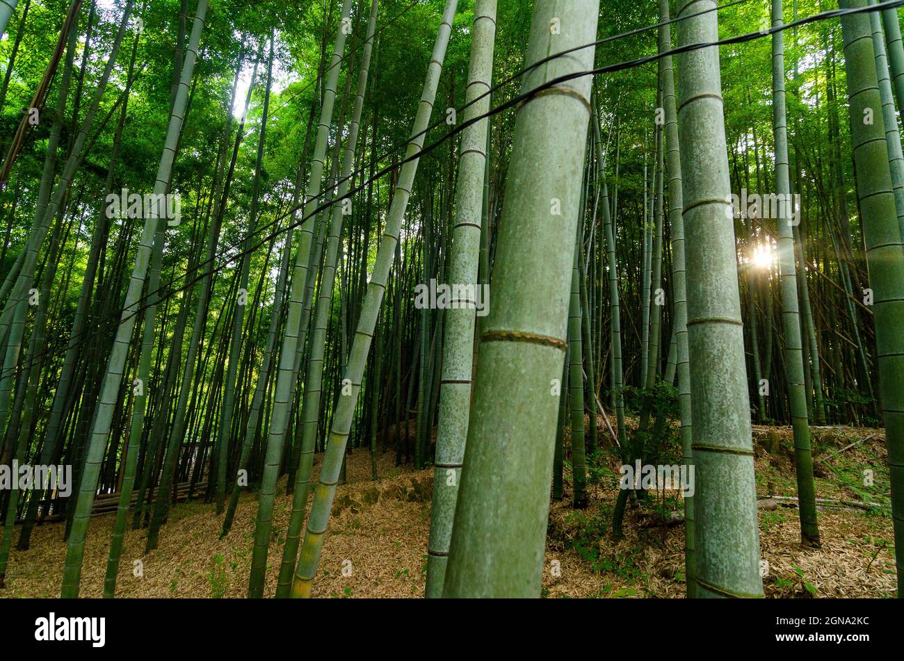 Fushimi Inari Temple and surrounding bamboo forests Stock Photo - Alamy