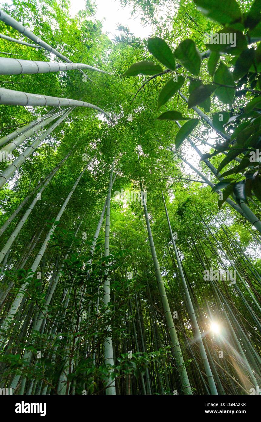 Fushimi Inari Temple and surrounding bamboo forests Stock Photo - Alamy