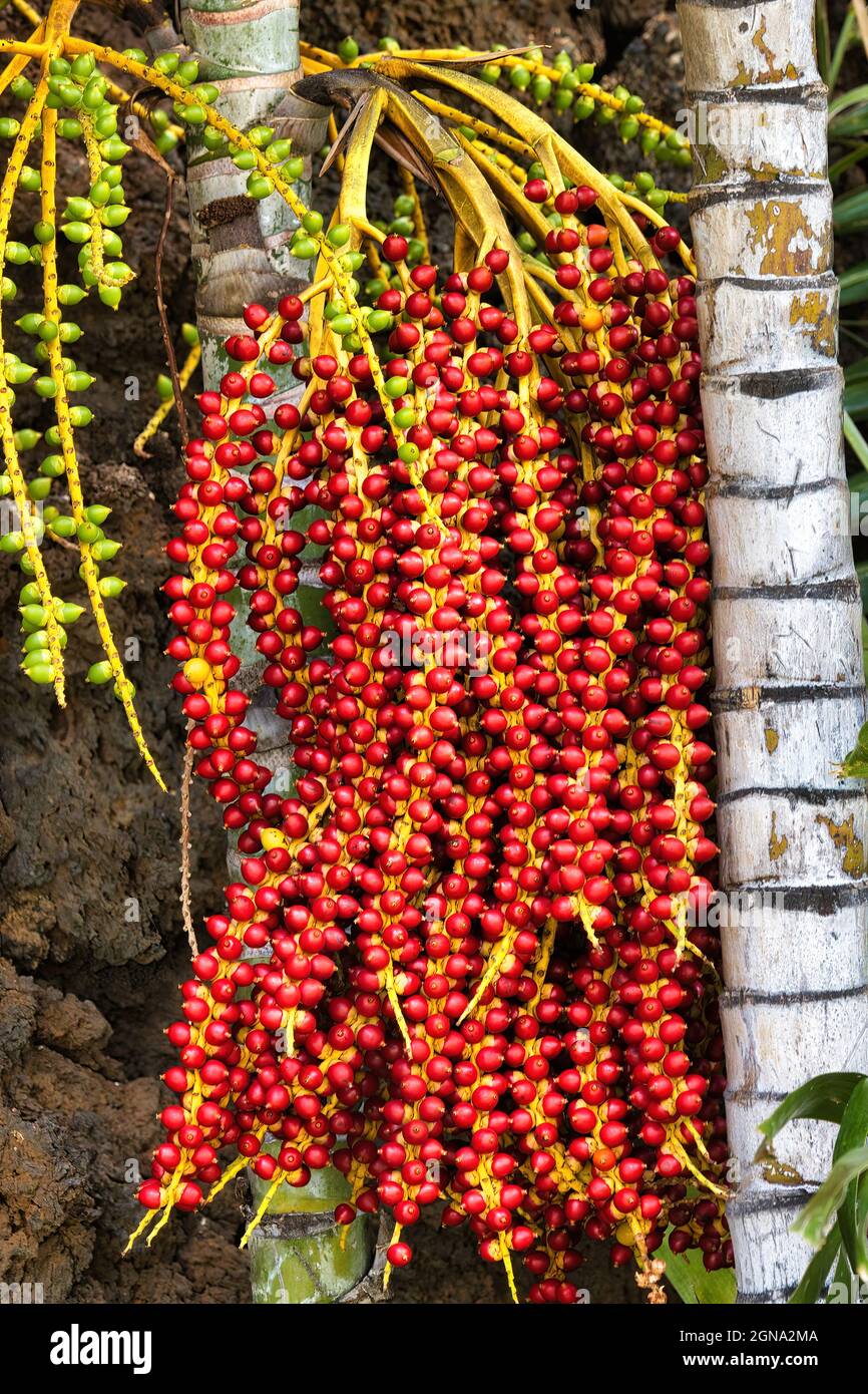 Peach palm hi-res stock photography and images - Alamy