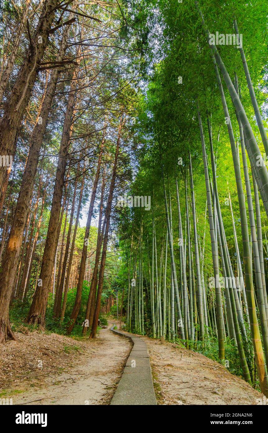 Fushimi Inari Temple and surrounding bamboo forests Stock Photo - Alamy