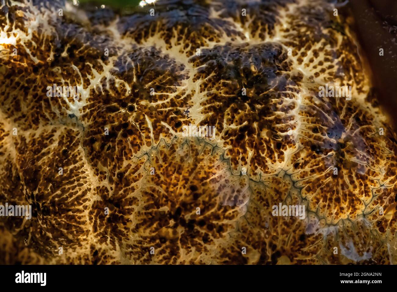 Freshwater Bryozoan, Pectinatella magnifica, in Fawn Lake on the ...