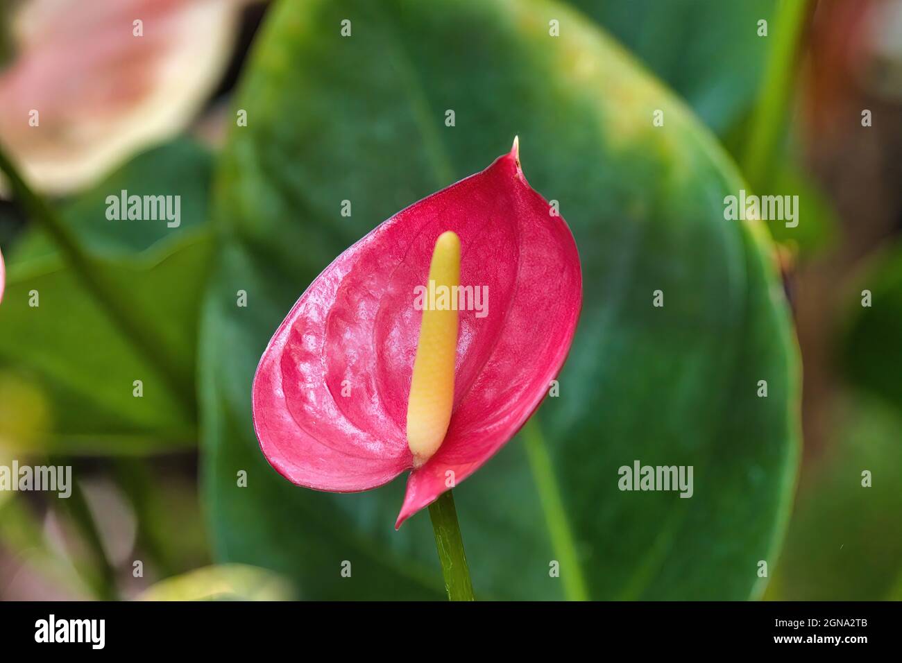Vivid bright pink anthurium flower in a maui garden Stock Photo - Alamy