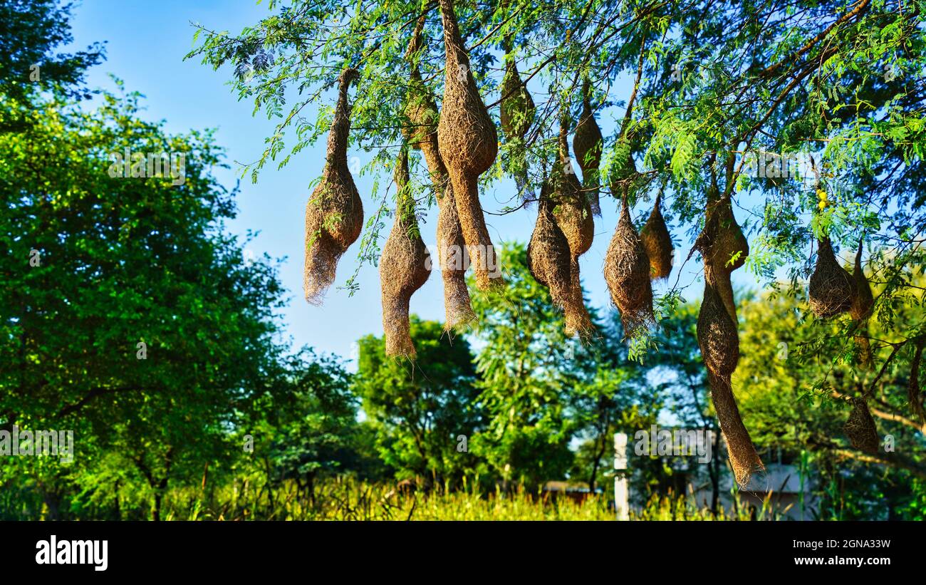 Sunny day, Hanging birds many nest in a acacia tree branch. Landscape ...