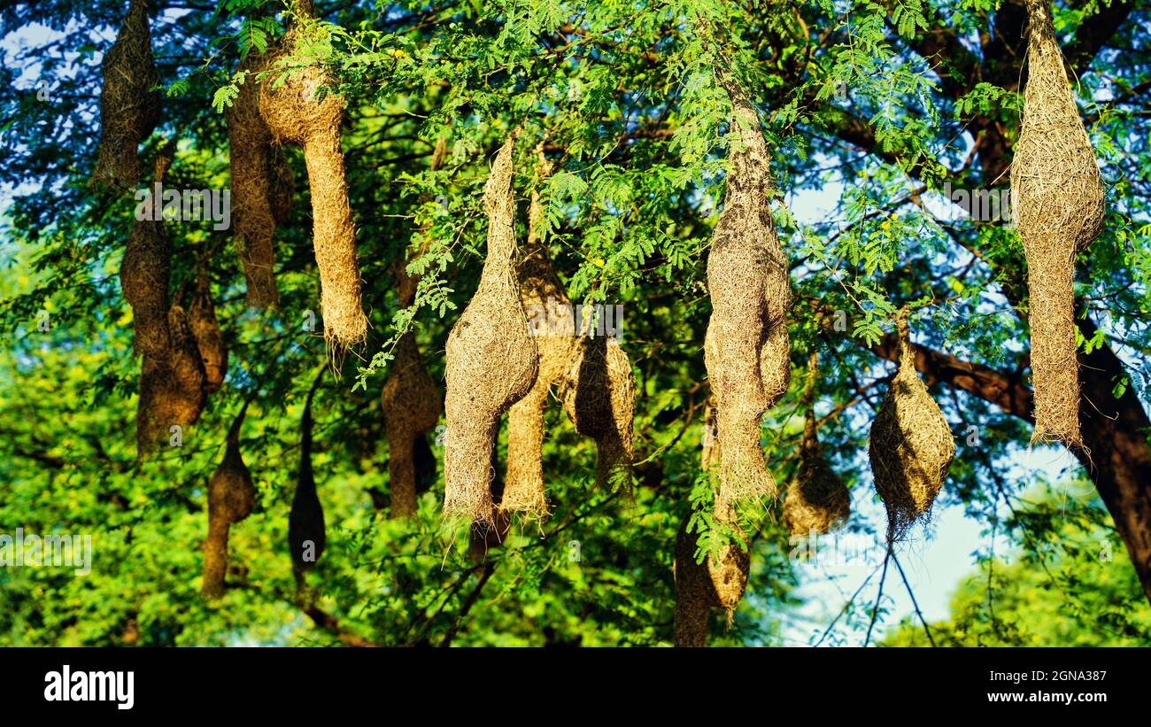 Hanging birds nest hi-res stock photography and images - Alamy