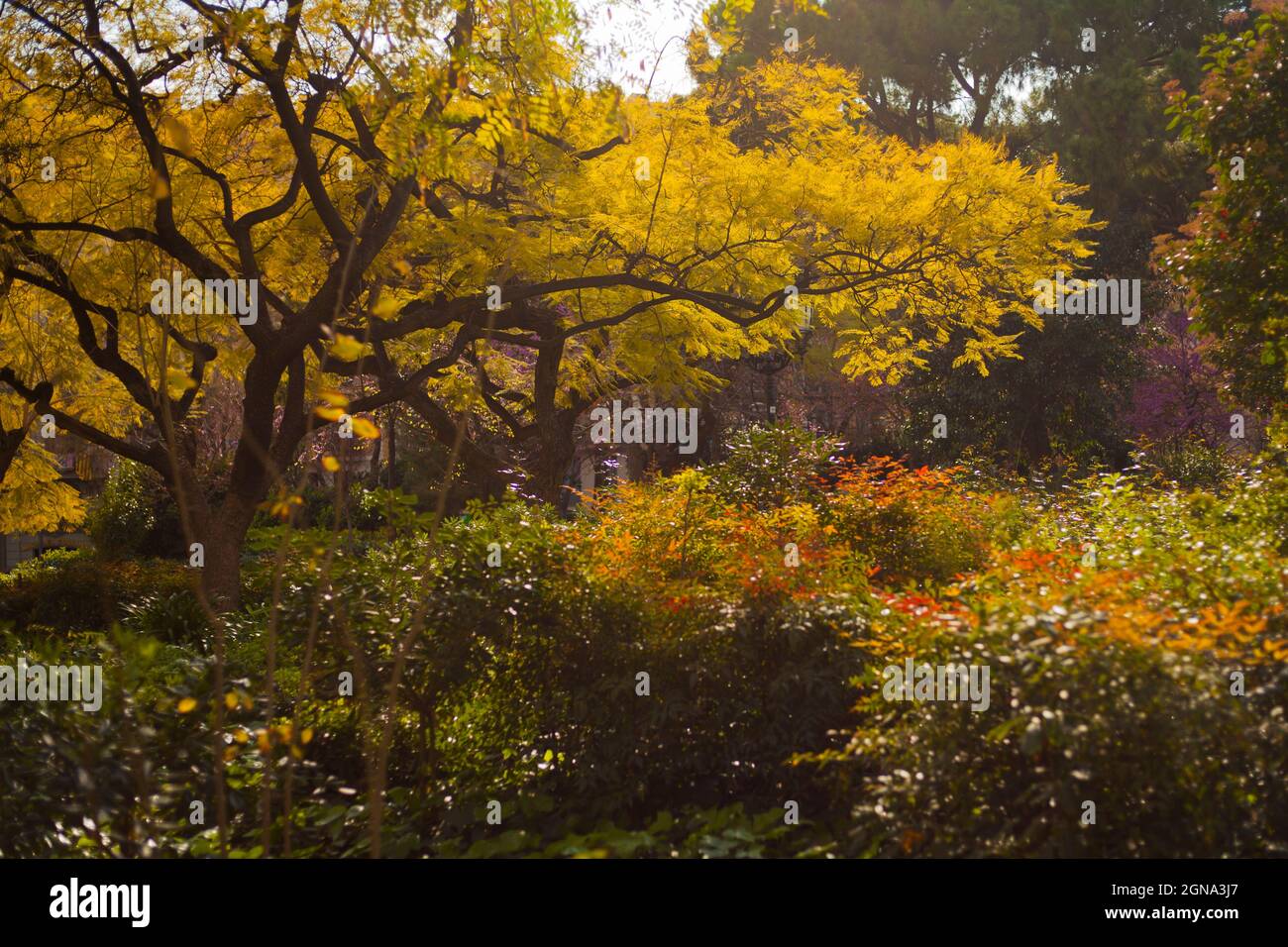 Photo of park in barcelona, autumn trees, bush landscape, yellow leafs ...