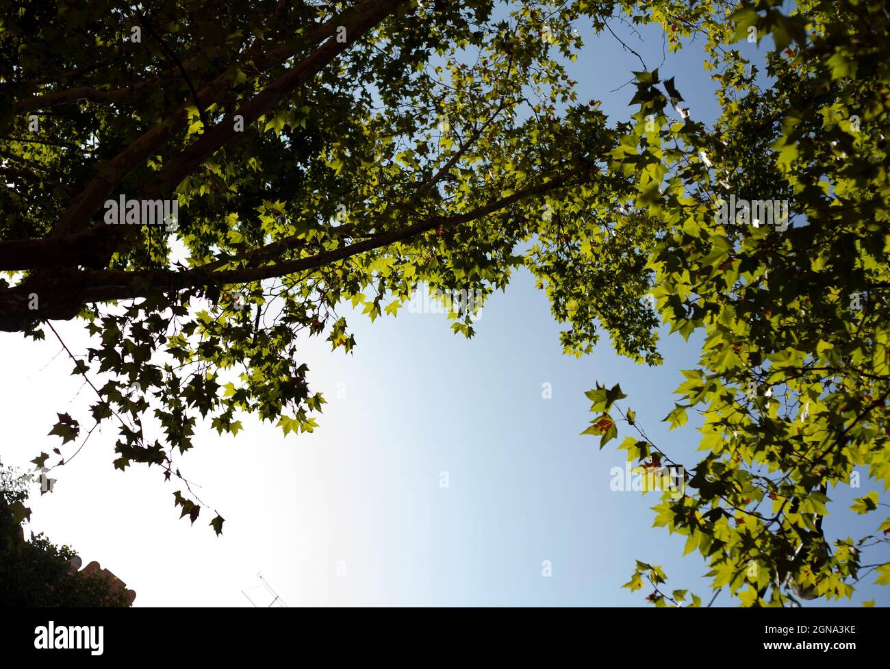 backlit tree leafs with blue sky background Stock Photo - Alamy