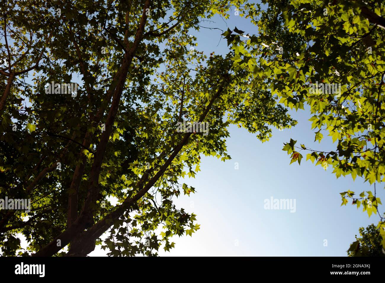 backlit tree leafs with blue sky background Stock Photo - Alamy