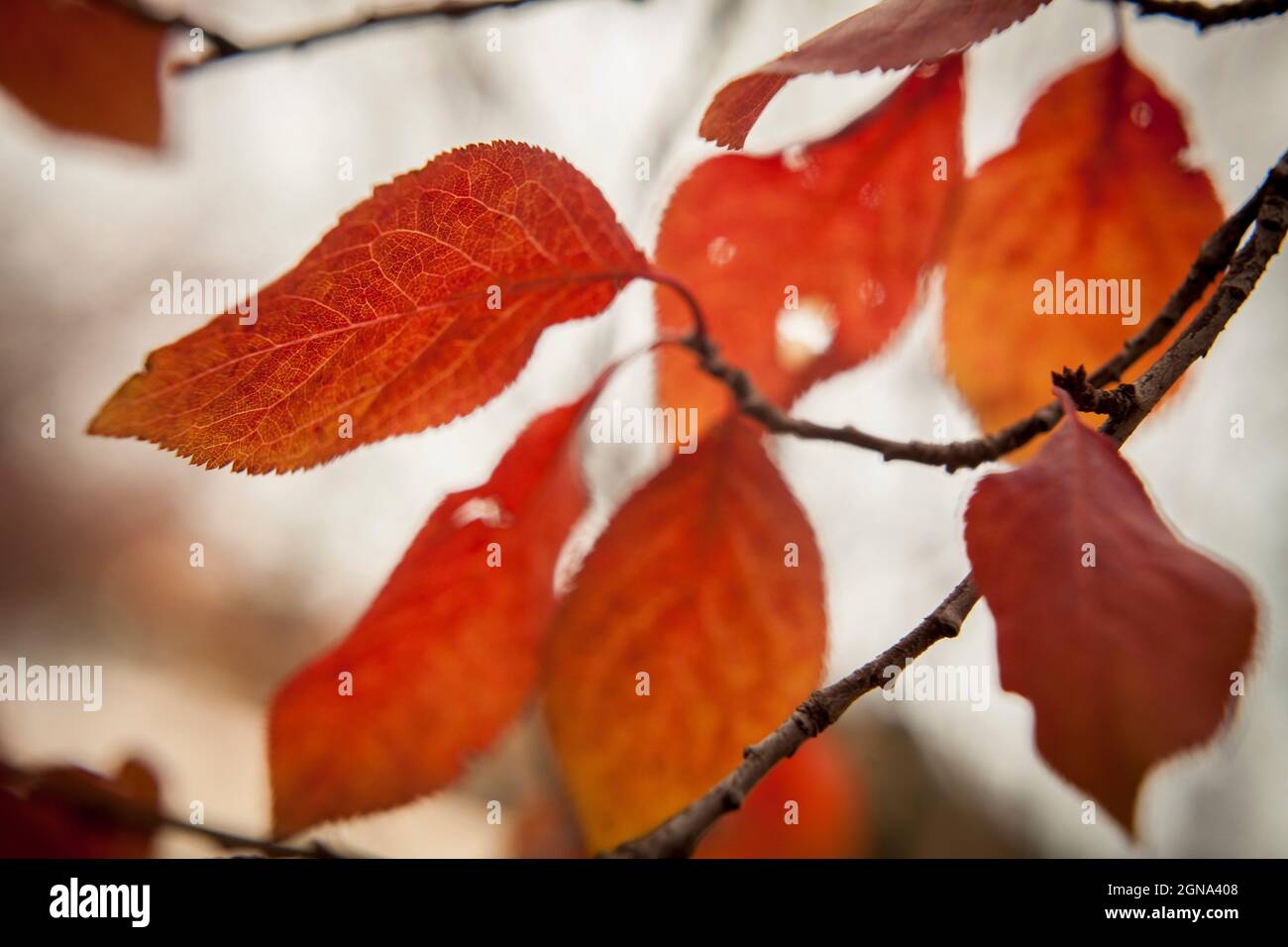 Close up of red orange yellow autumn tree leaves, seasonal change Stock ...