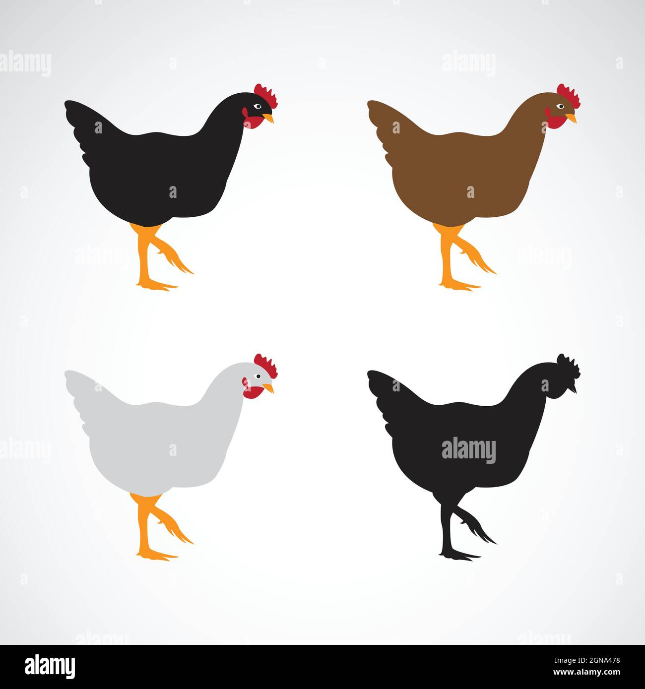 Vector image of chicken design on white background. Hen. Easy editable ...