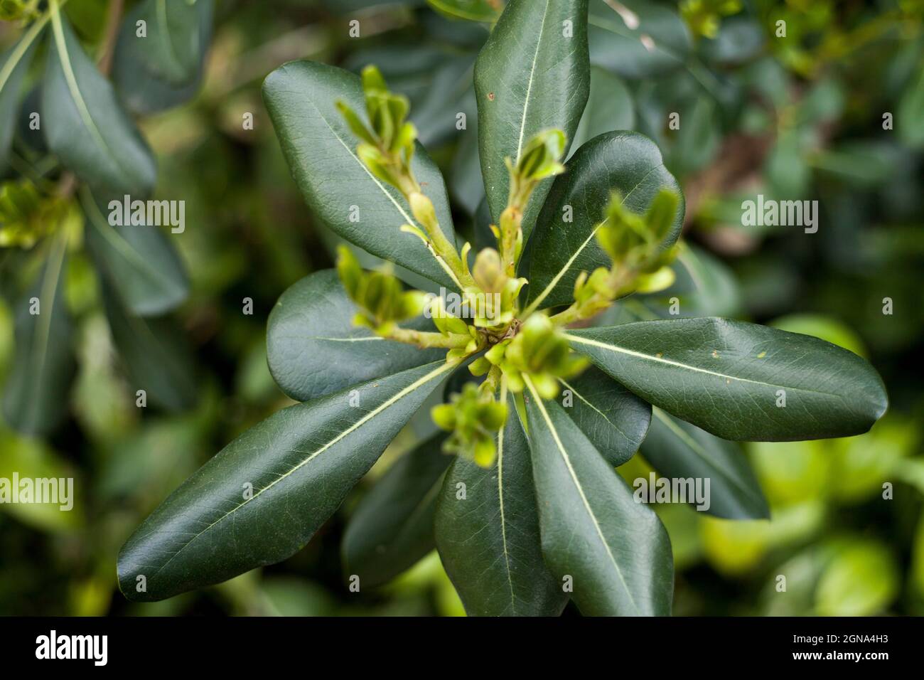Close up macro Pittosporaceae Tobira plant, berry plant, blossoming ...