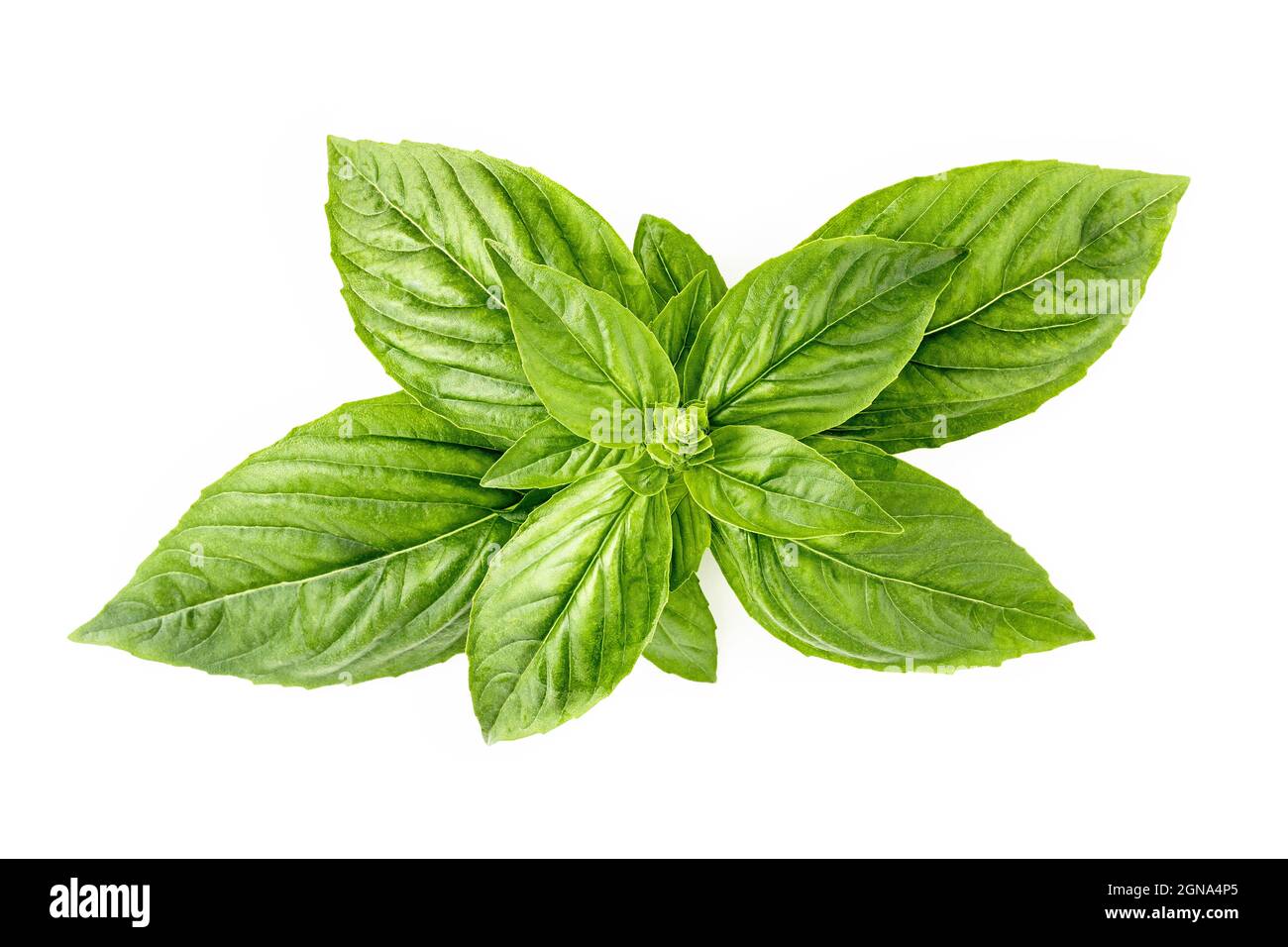 Fresh sweet basil leaves isolated on white background. Isolated of ...
