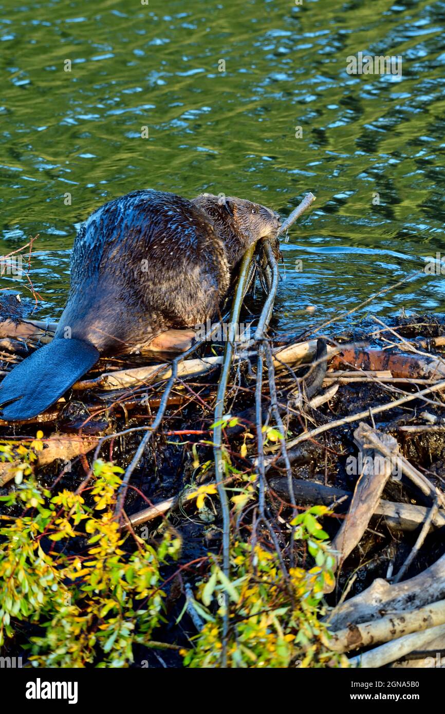 An adult beaver "Castor canadensis", climbing up and over his dam with ...