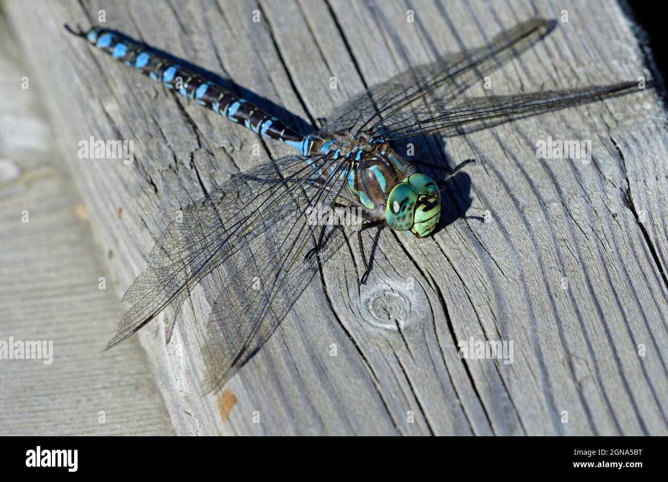 Dragonfly colors hi-res stock photography and images - Alamy