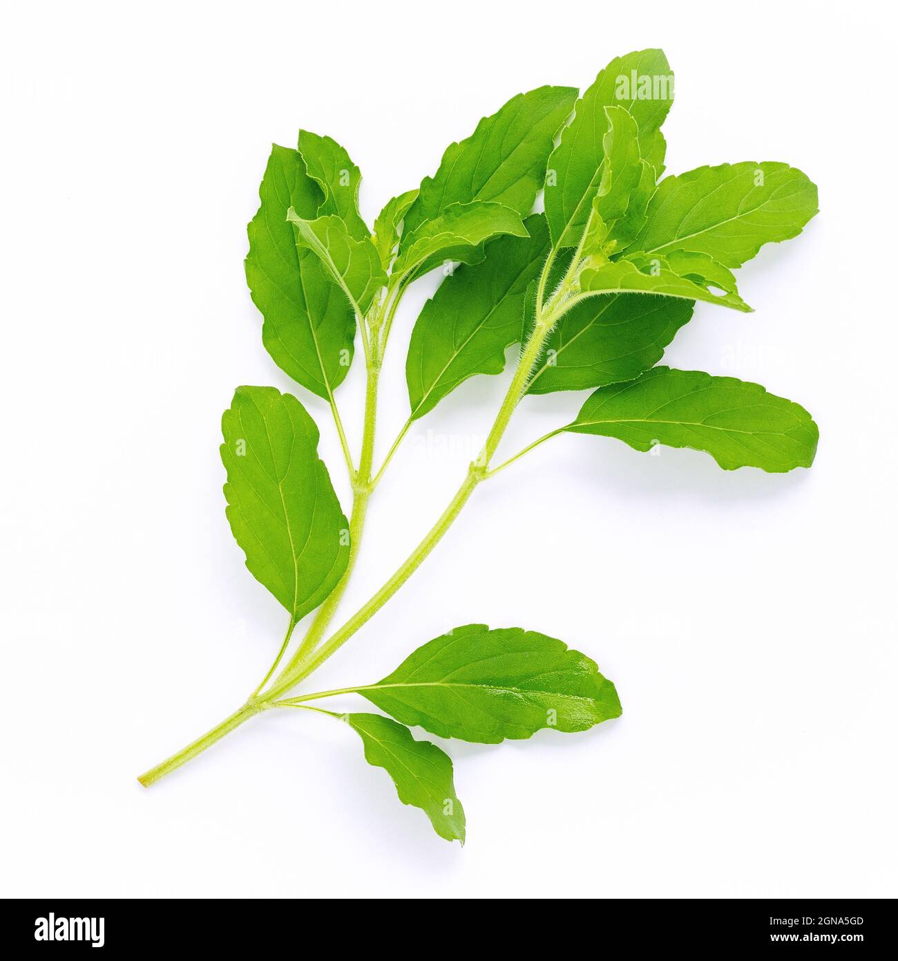 Blanch of fresh holy basil leaves isolate on white background Stock ...