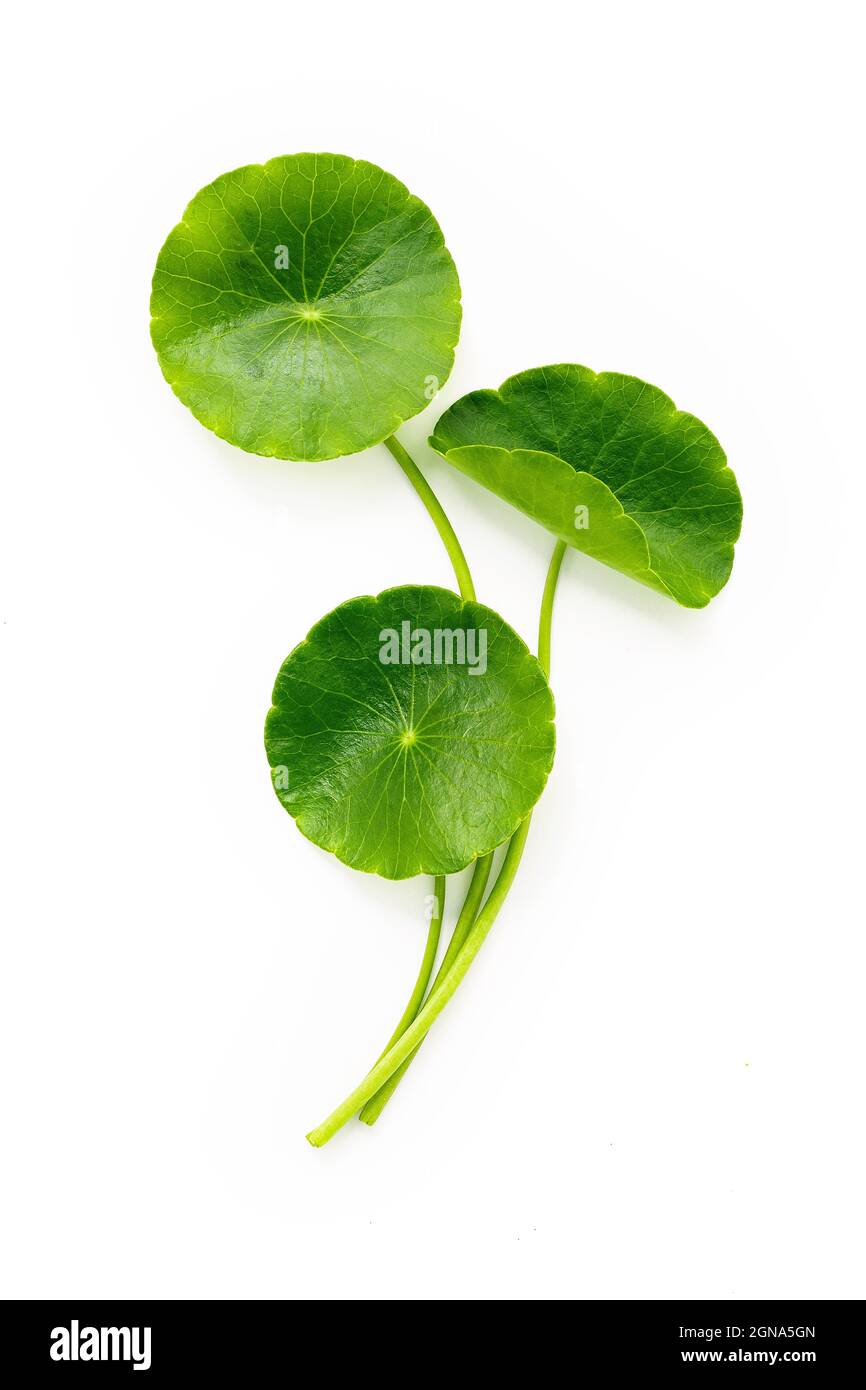 Centella asiatica background cosmetics Cut Out Stock Images & Pictures ...