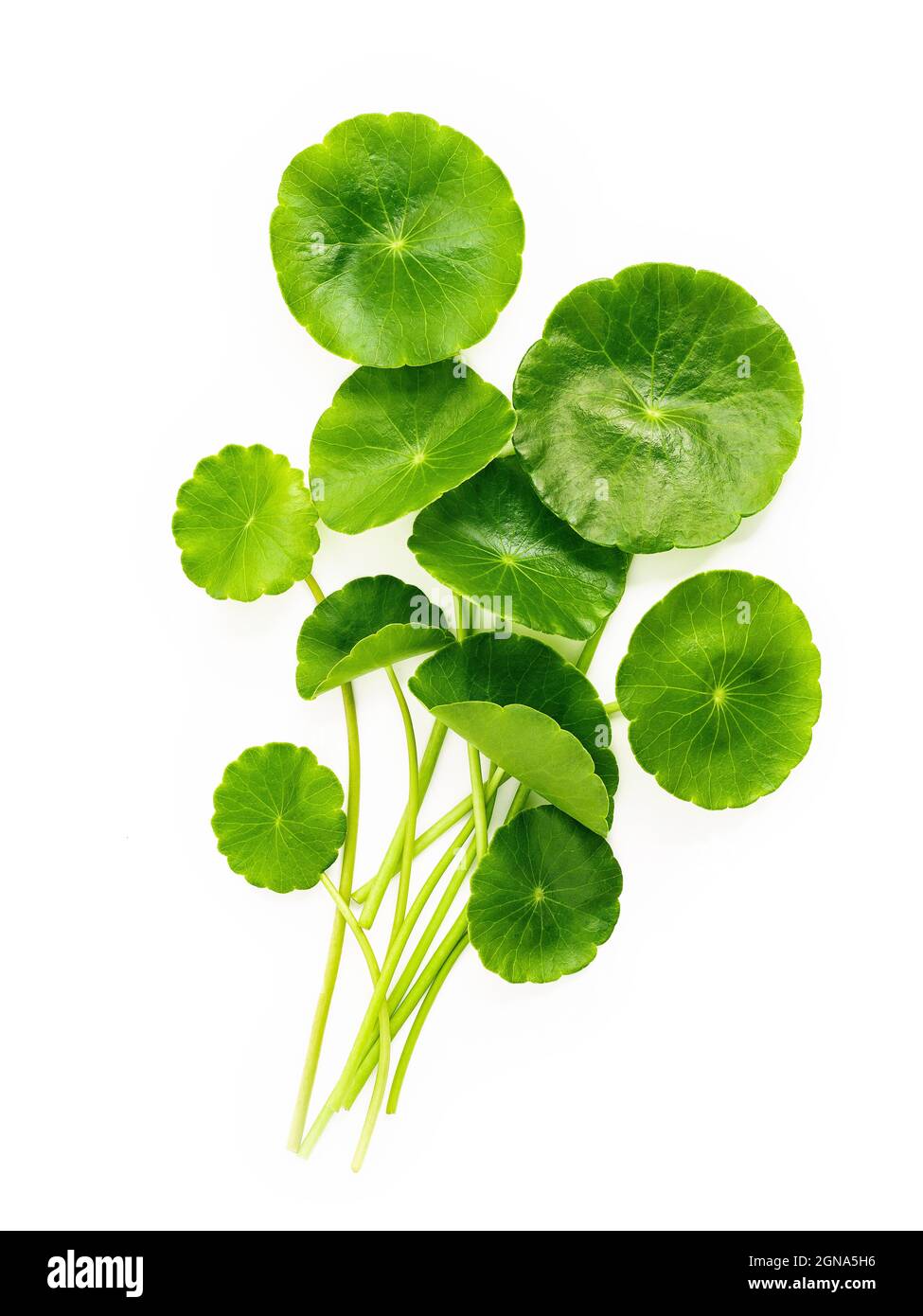 Centella asiatica leaves isolated on white background Stock Photo - Alamy