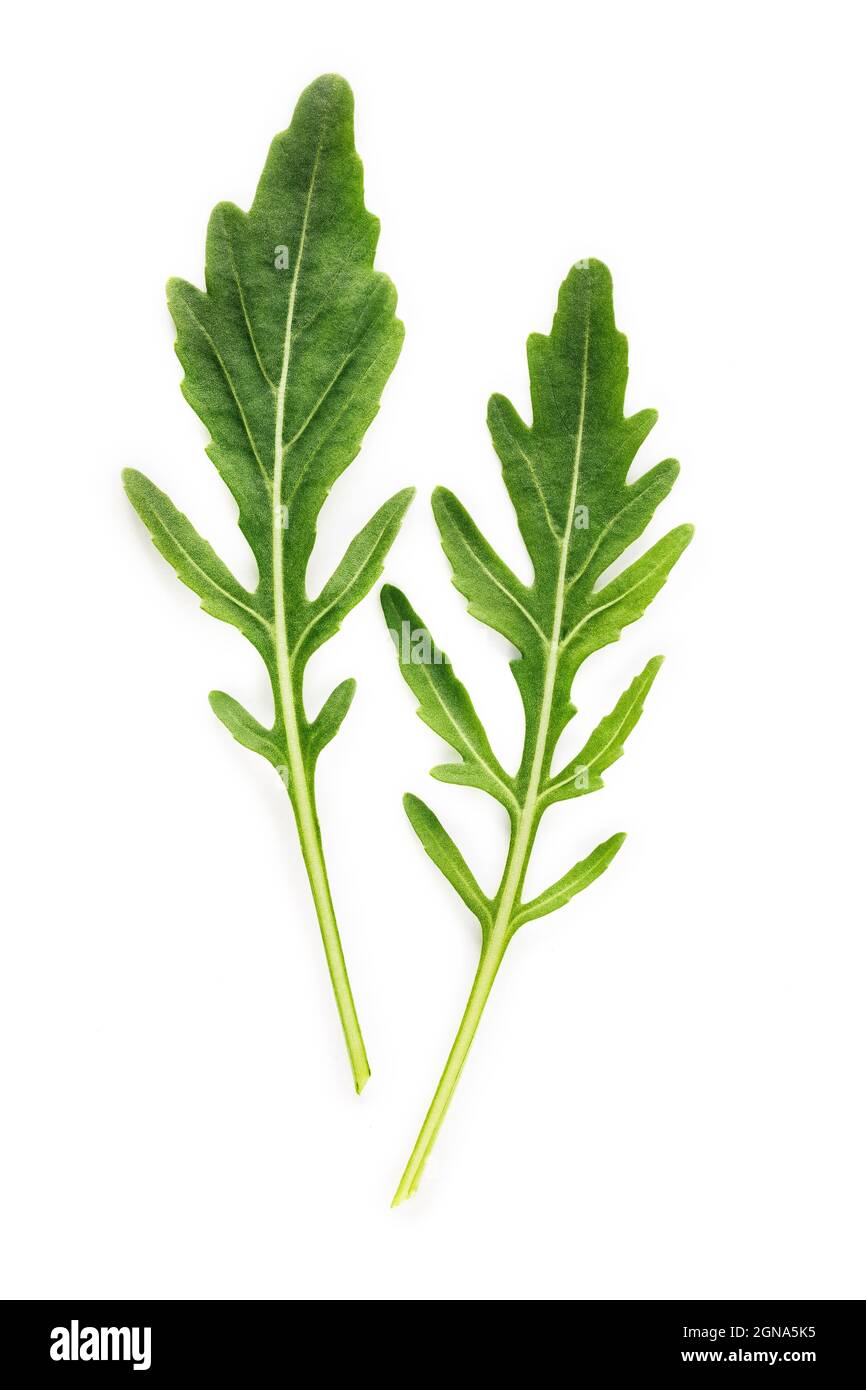 Arugula leaves isolated on white background. Closeup fresh wild rocket ...