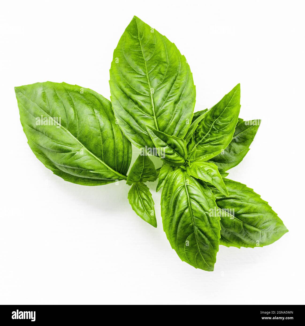 Fresh sweet basil leaves isolated on white background. Isolated of ...