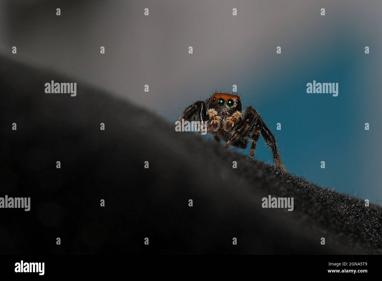 New Zealand white banded house jumping spider (Maratus griseus Stock ...