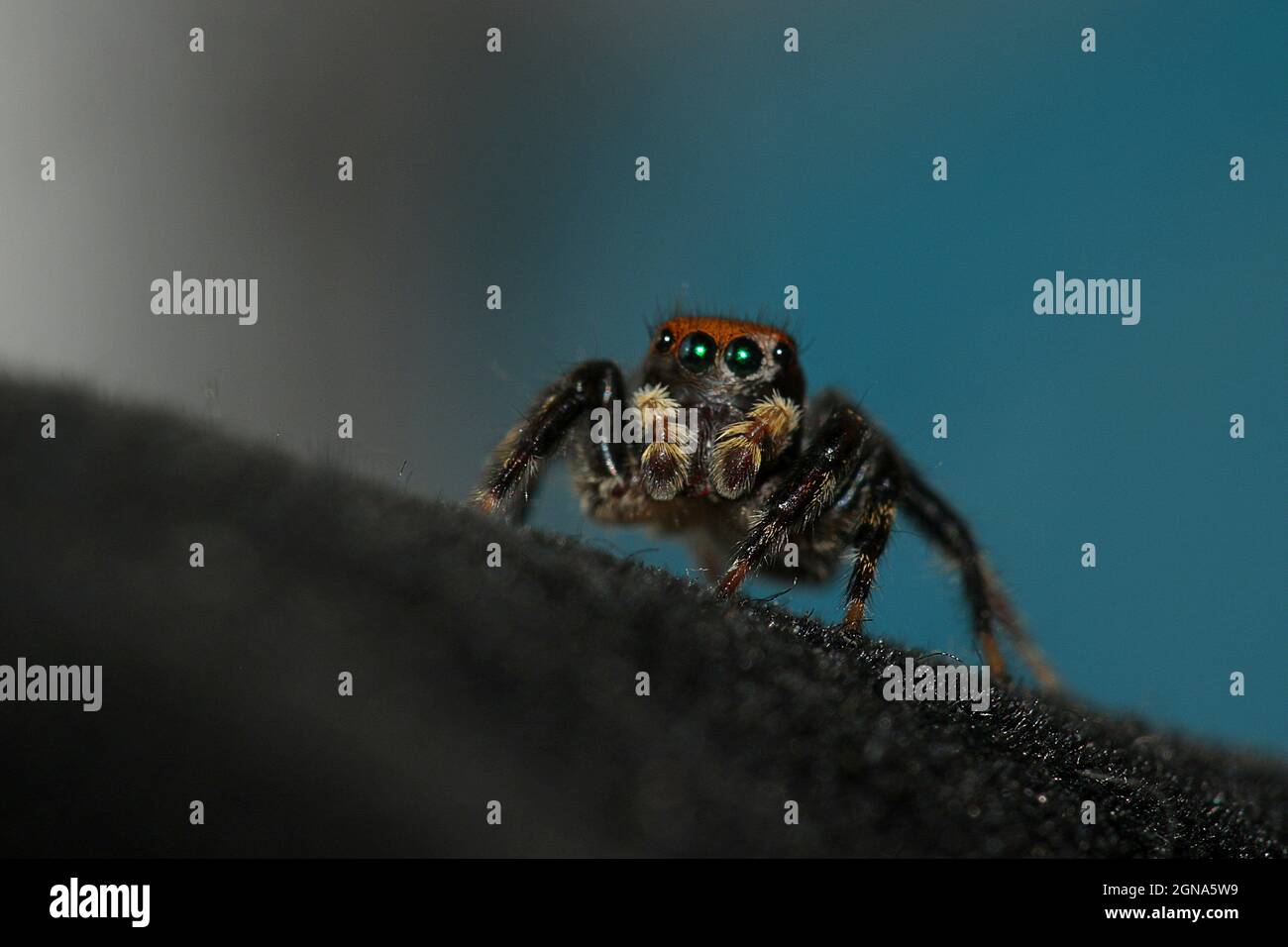 New Zealand white banded house jumping spider (Maratus griseus Stock ...