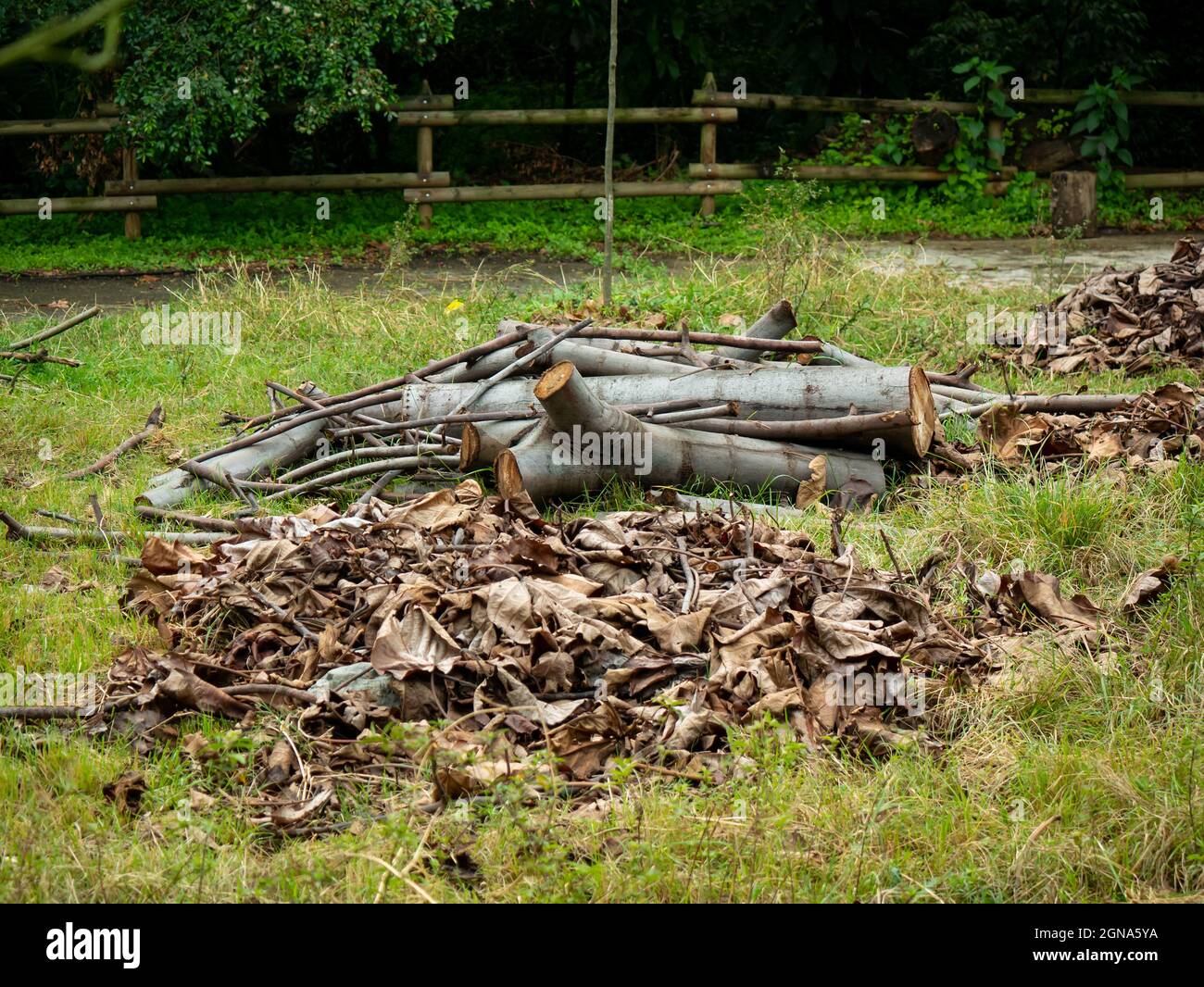 Tree Trunks of Different Sizes Cut, on a Farm Stock Photo - Alamy