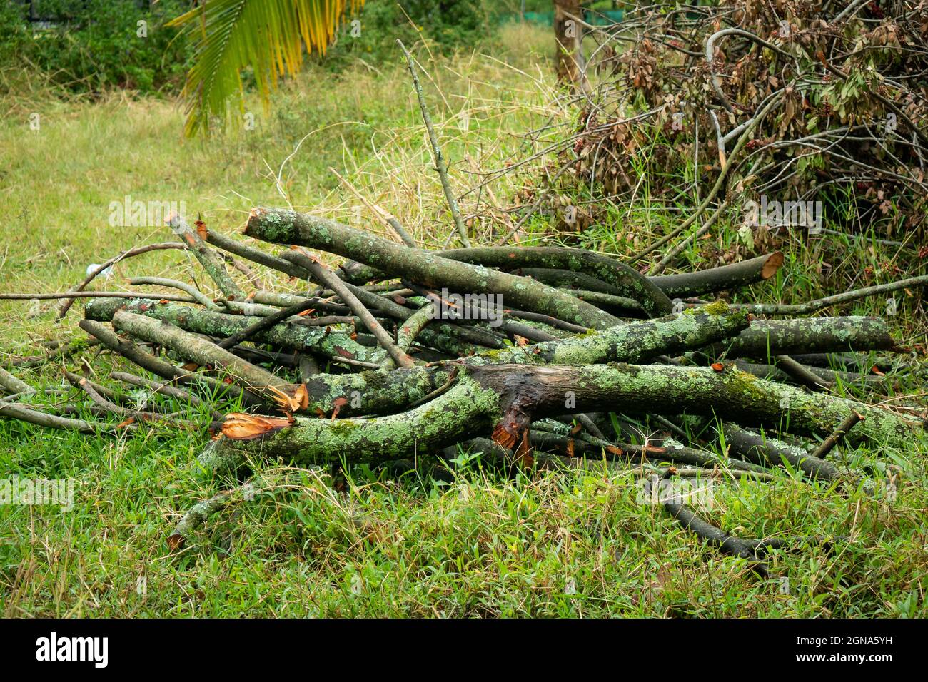 Tree Trunks of Different Sizes Cut, on a Farm Stock Photo - Alamy