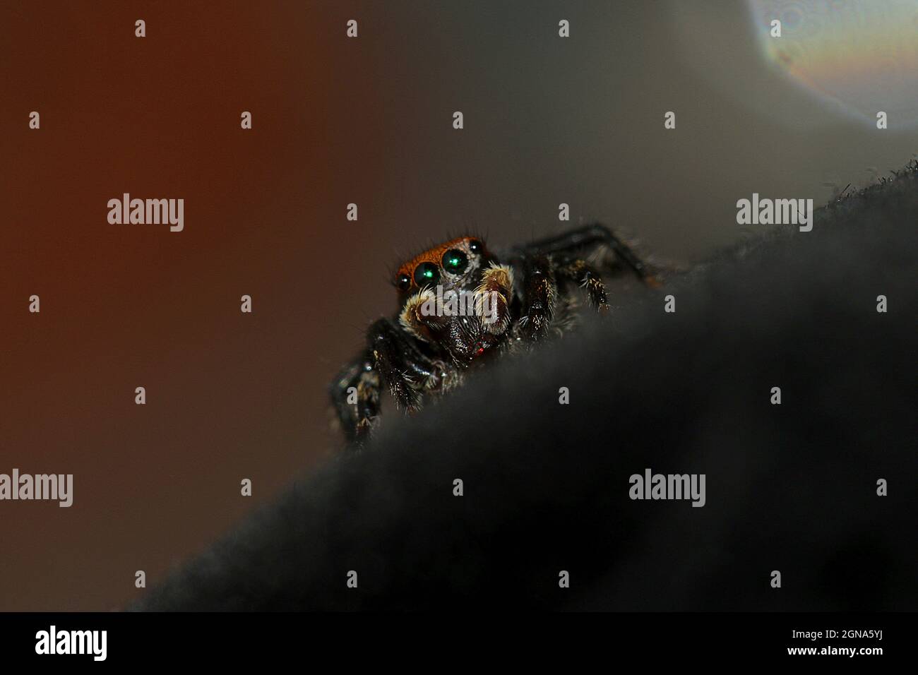 New Zealand white banded house jumping spider (Maratus griseus Stock ...
