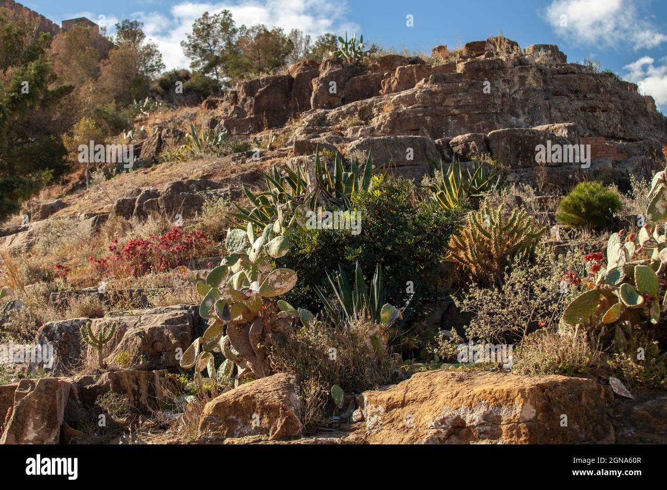 golden hour dried vegetation backlit rocks fauna landscape nature Stock ...