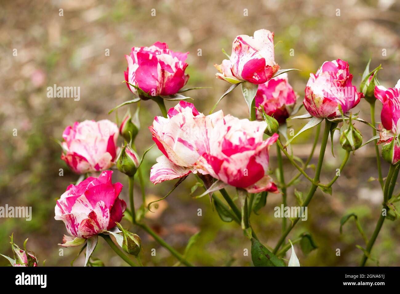 Pink white roses hi-res stock photography and images - Alamy