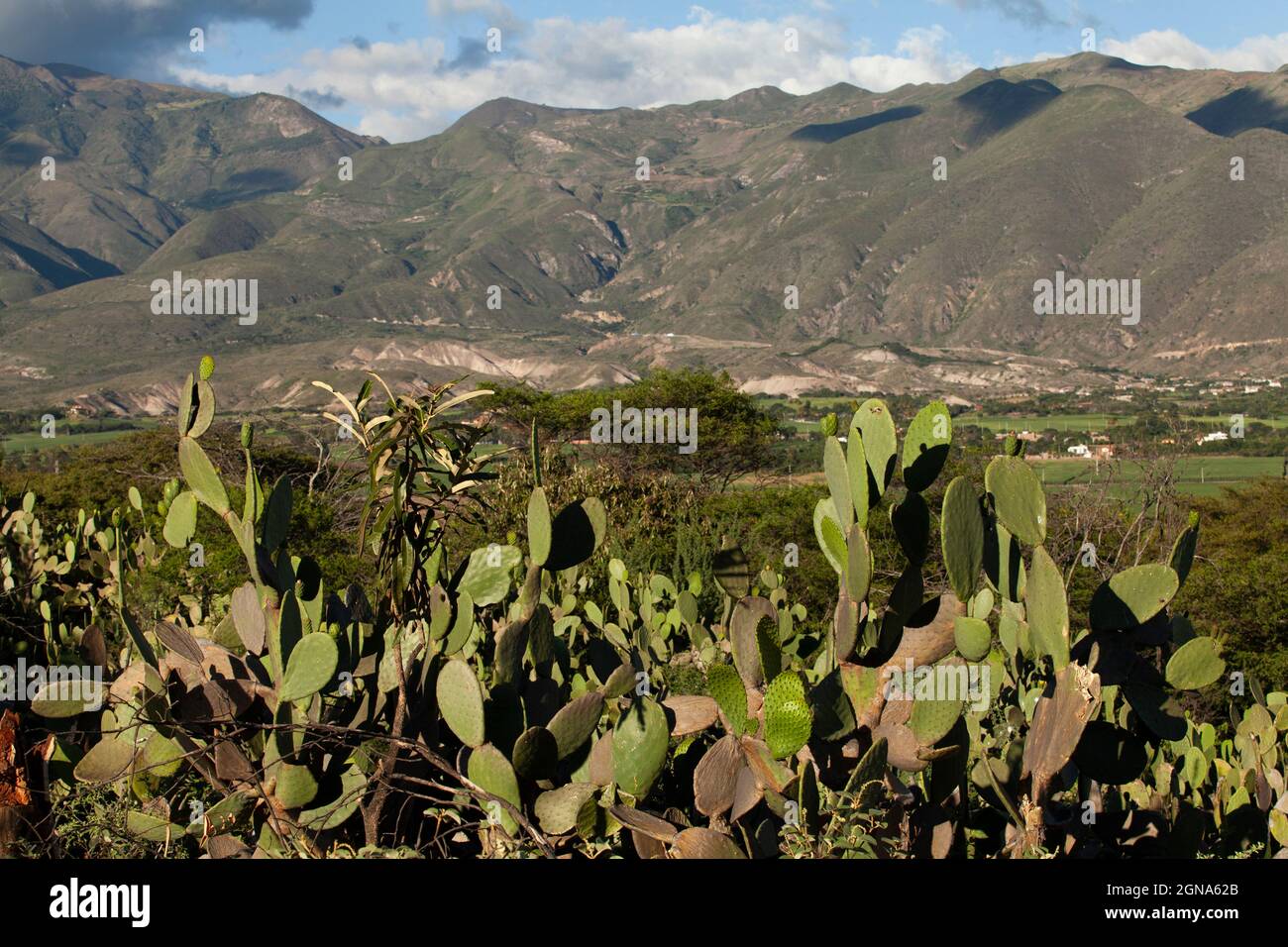 landscape of dried andes mountains in loja ecuador Stock Photo - Alamy