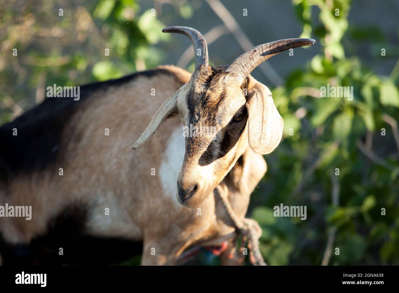 goat staring into camera during sunset with shallow DoF portrait Stock ...