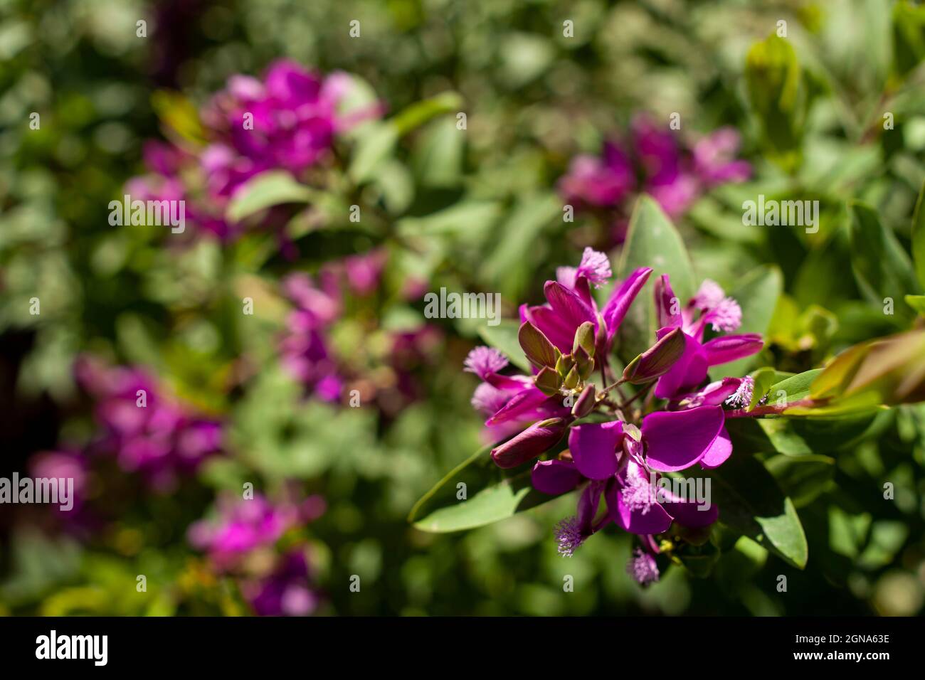 Liliac color hi-res stock photography and images - Alamy