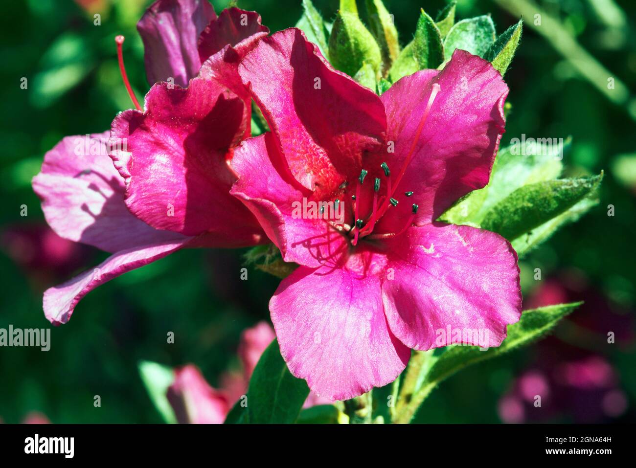 Red azalea hi-res stock photography and images - Alamy
